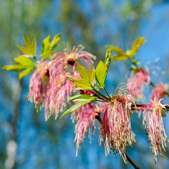Acer negundo (Ash Maple / Box Elder Tree) 10-100 Seeds | £2.99-£15.99 ...