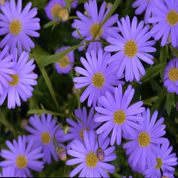 Brachyscome iberidifolia (Swan River Daisy) SEEDS | £3.99 - £129.99 ...