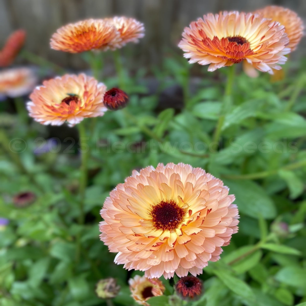 Calendula officinalis 'Sherbet Fizz' (Pot Marigold) 15-250 Seeds £2.99 ...