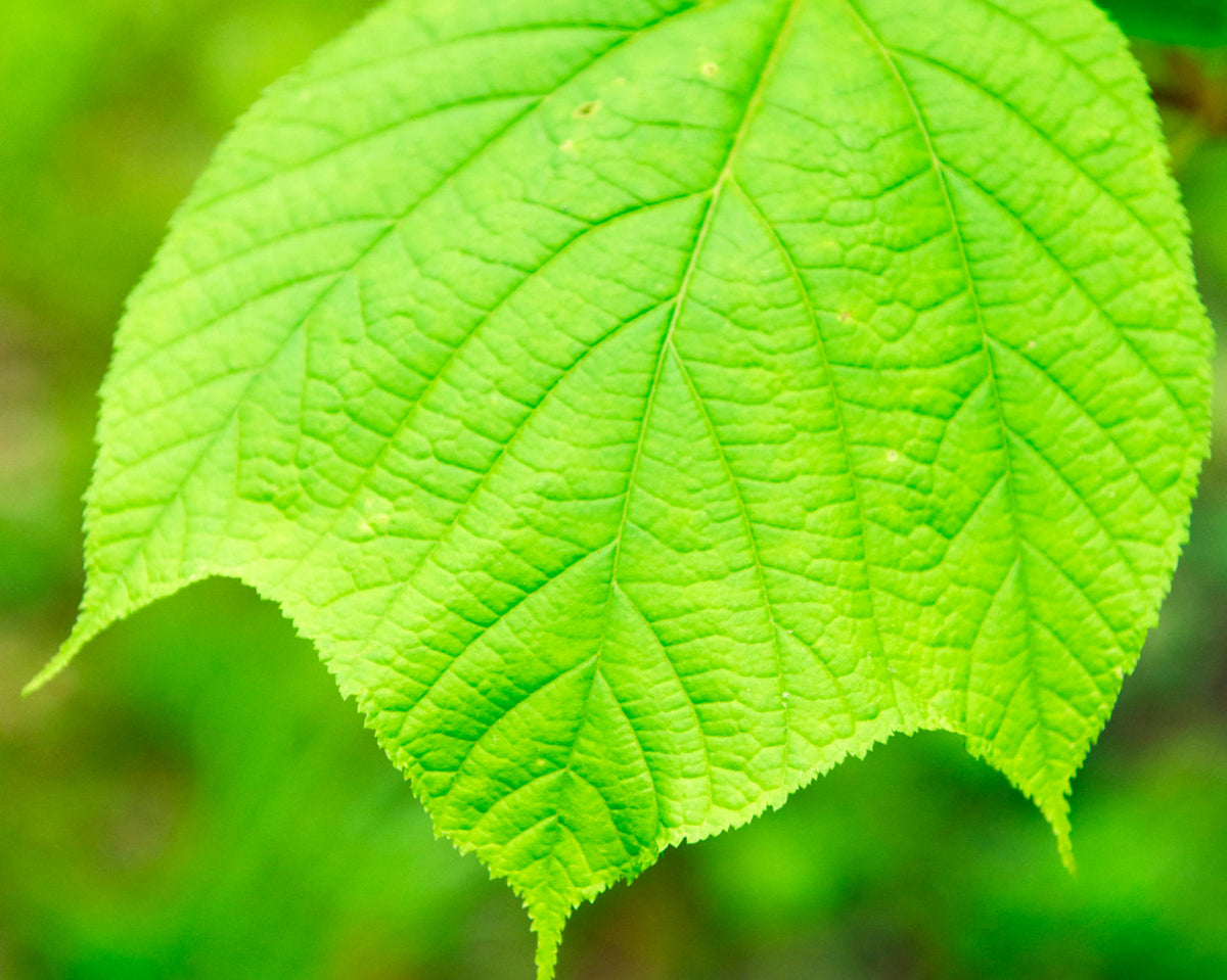Acer pensylvanicum (Snake-bark Maple / Striped Maple) 10 Seeds | £3.49 ...