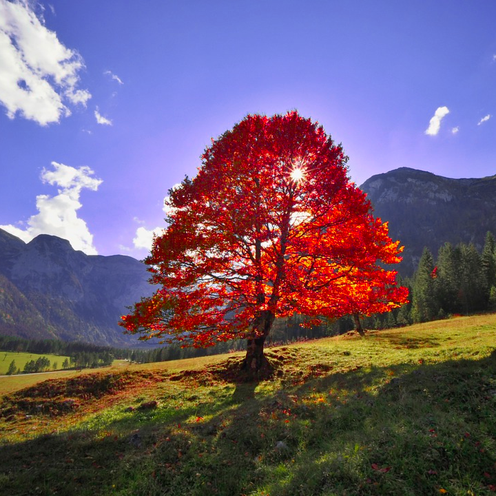 Red Maple Tree