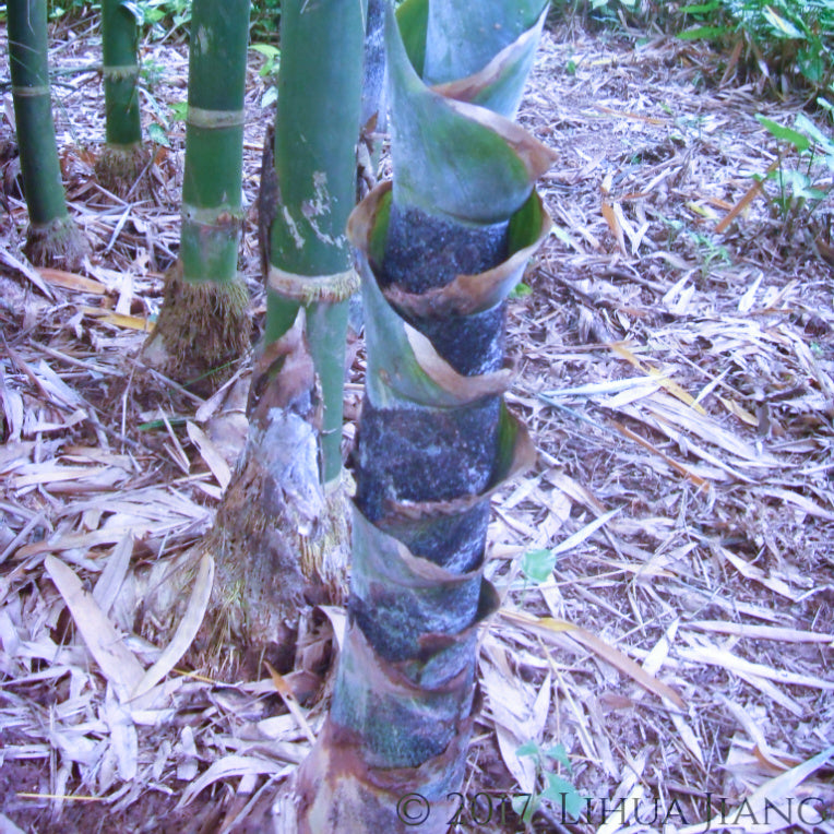 Bengal Bamboo Bengal Handicrafts & Handlooms Bamboo Bamboo Keeper Tray