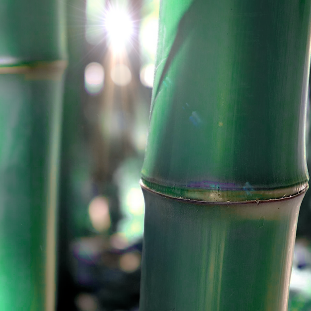 Bambusa tulda (Bengal Timber / Giant Clumping Bamboo) 10 Seeds | £3.49 ...