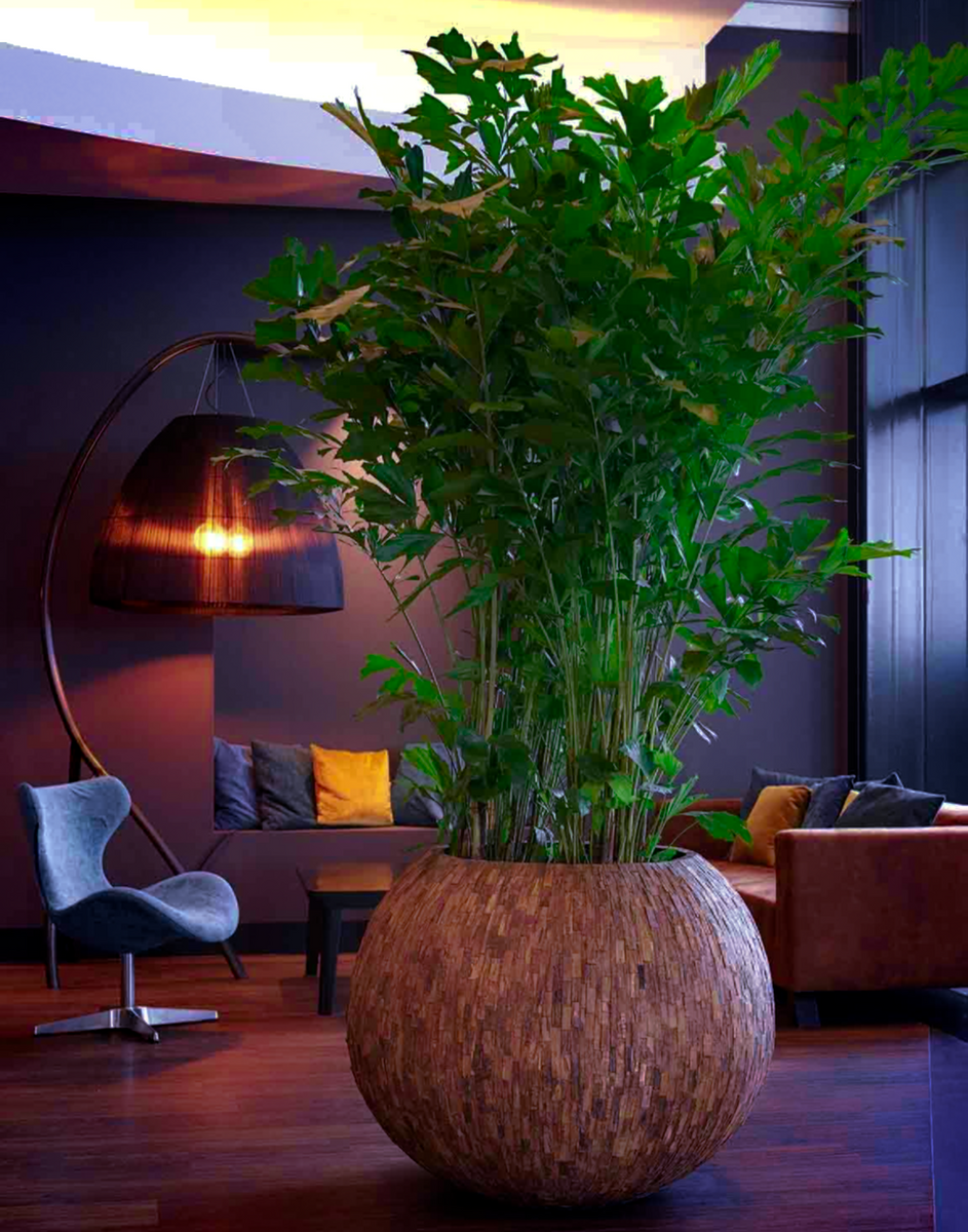 Caryota mitis (Clustered Fishtail Palm) 3 - 25 Fresh Seeds £3.49 - £22. ...