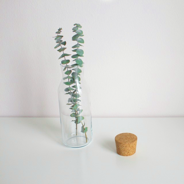 Eucalyptus pulverulenta 'Baby Blue' | 5 to 50 Seeds | £3.49 - £18.99 ...